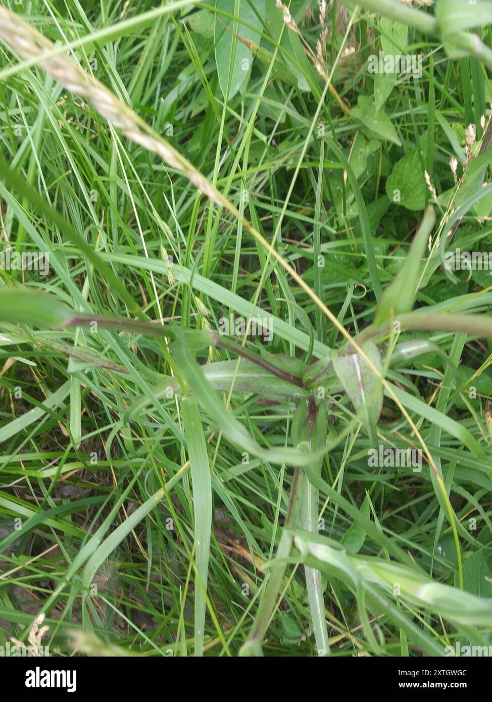 Salsifies (Tragopogon) Plantae Stock Photo - Alamy