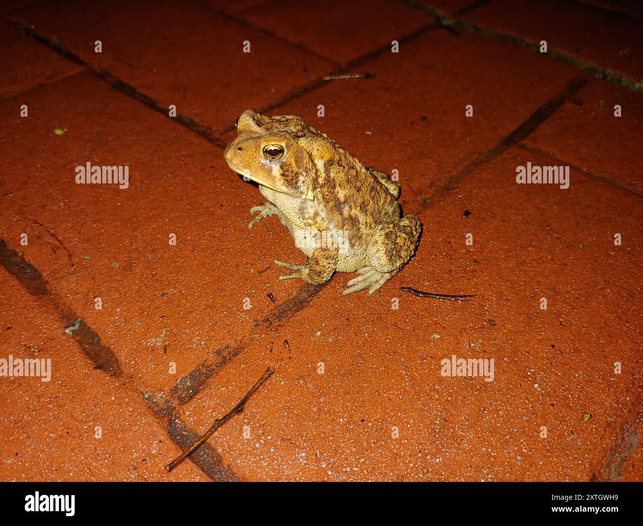 Eastern American Toad (Anaxyrus americanus americanus) Amphibia Stock ...