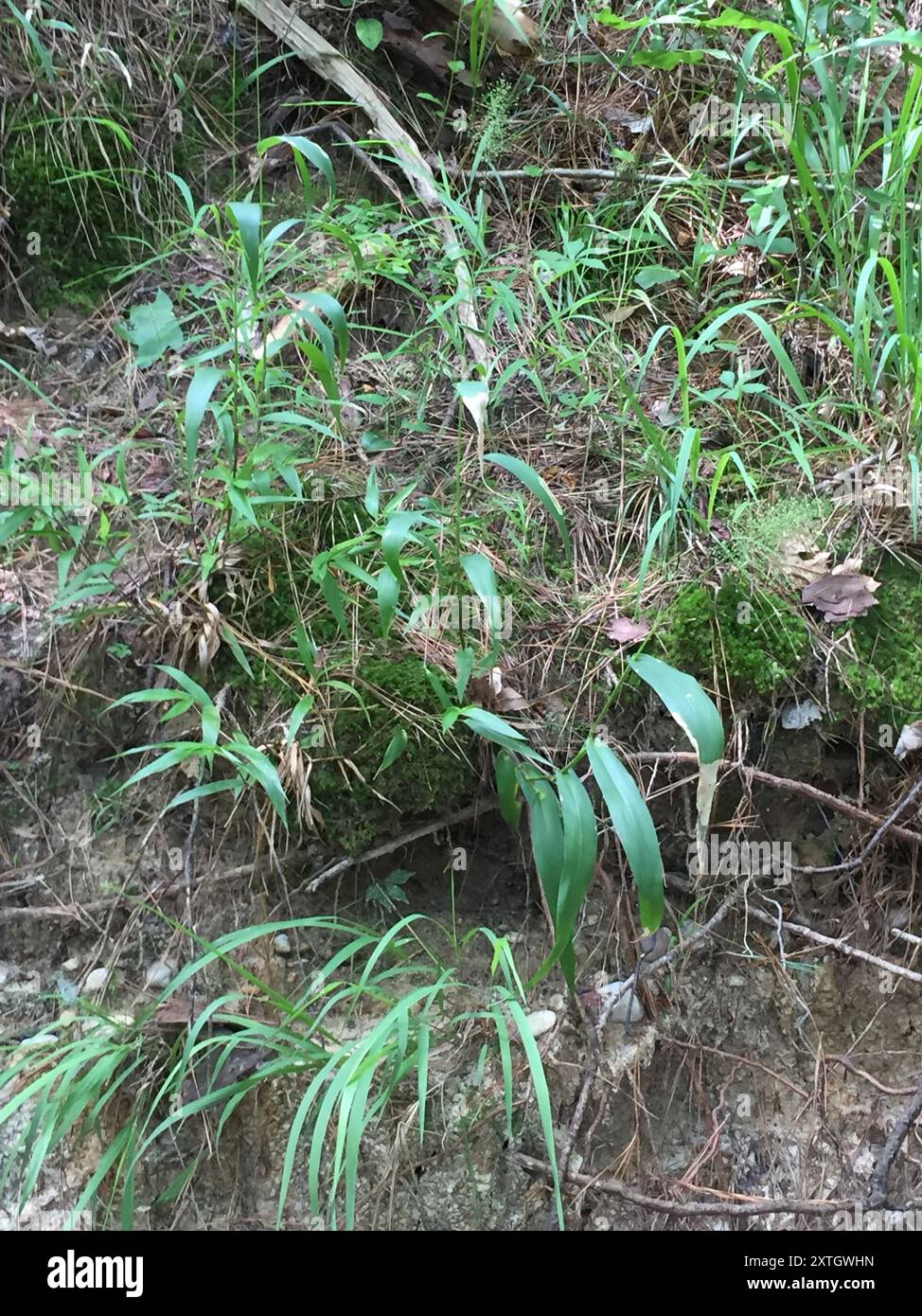 roundseed panicgrass (Dichanthelium polyanthes) Plantae Stock Photo - Alamy