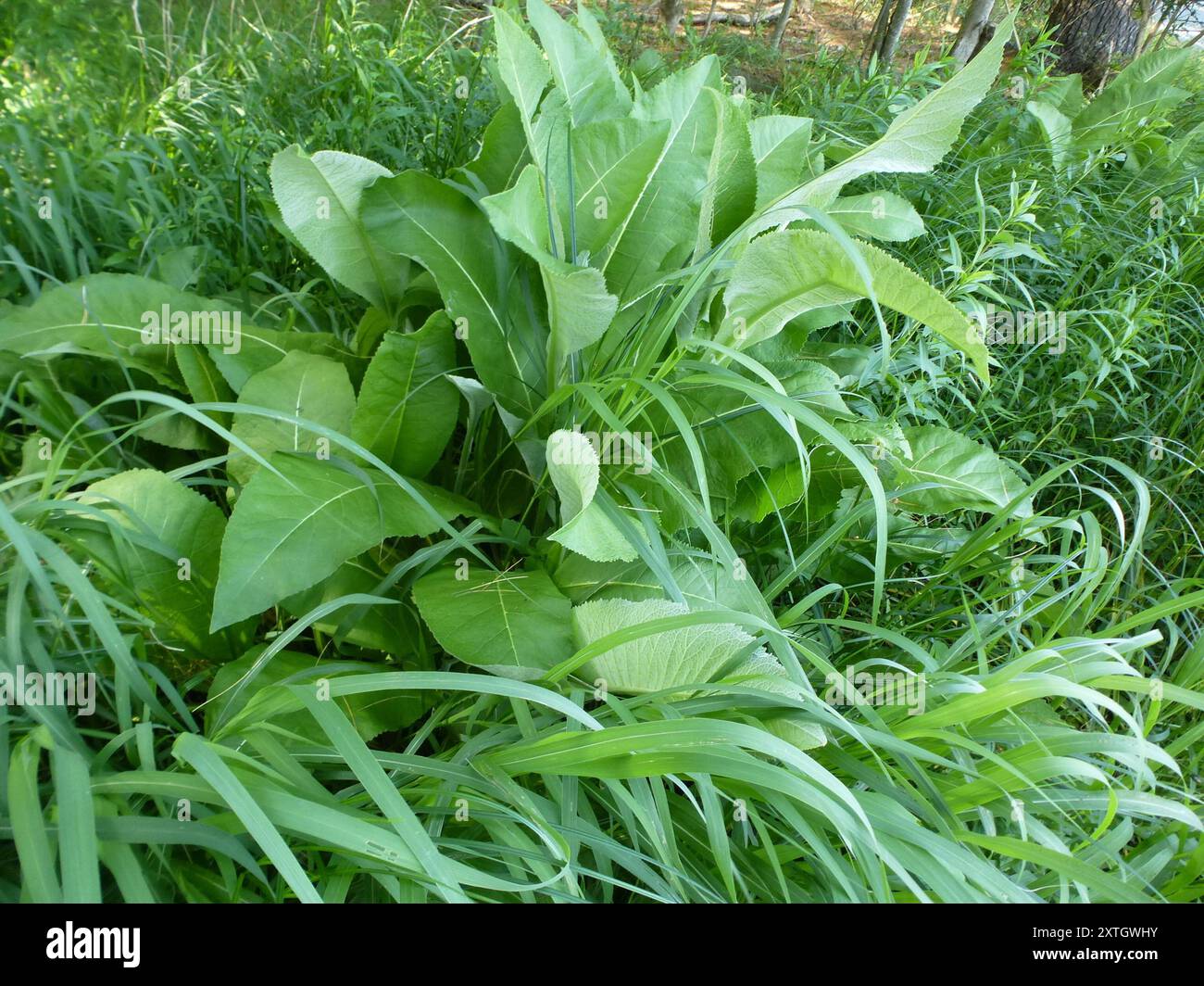 plants (Plantae) Plantae Stock Photo - Alamy