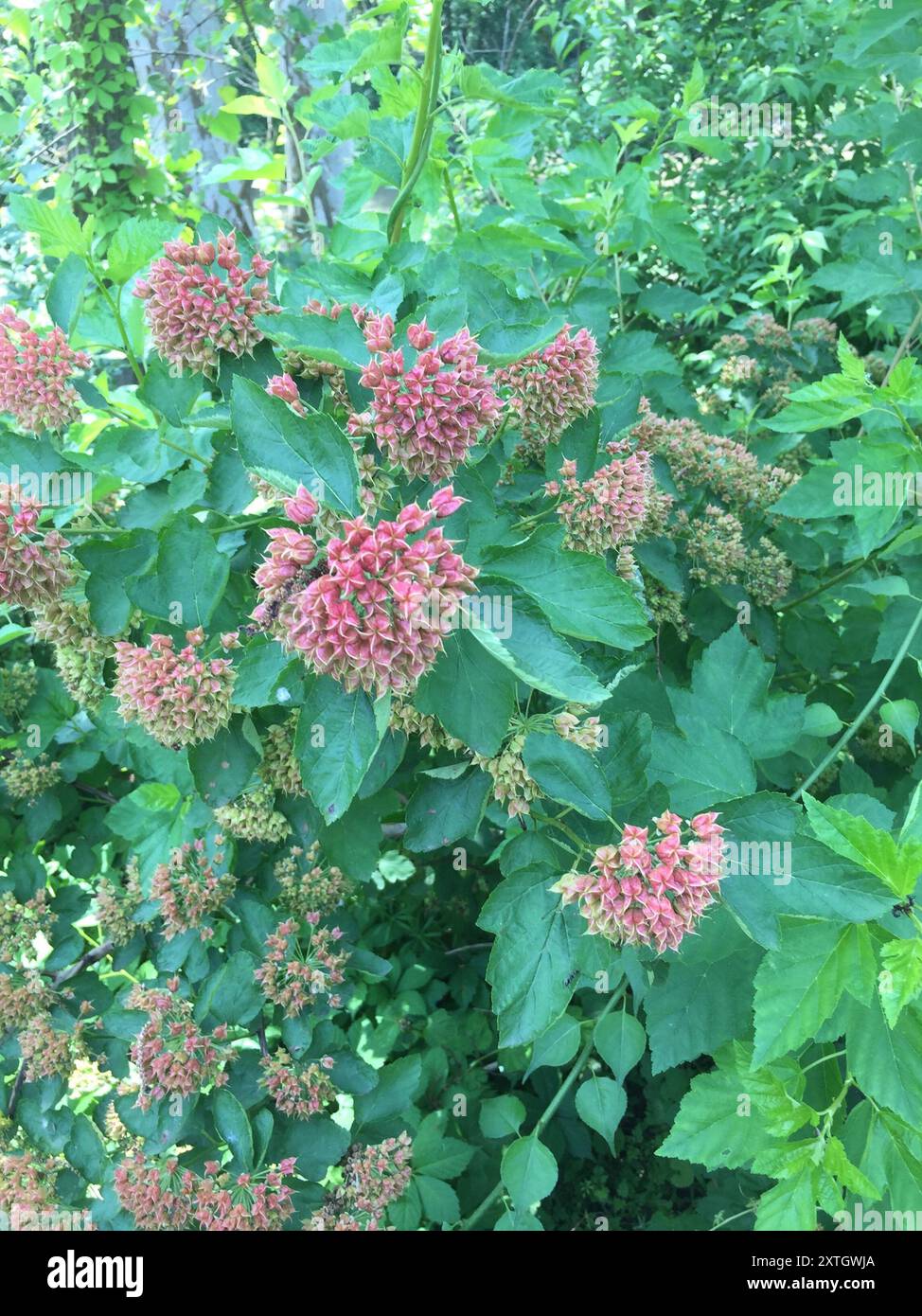 common ninebark (Physocarpus opulifolius) Plantae Stock Photo - Alamy