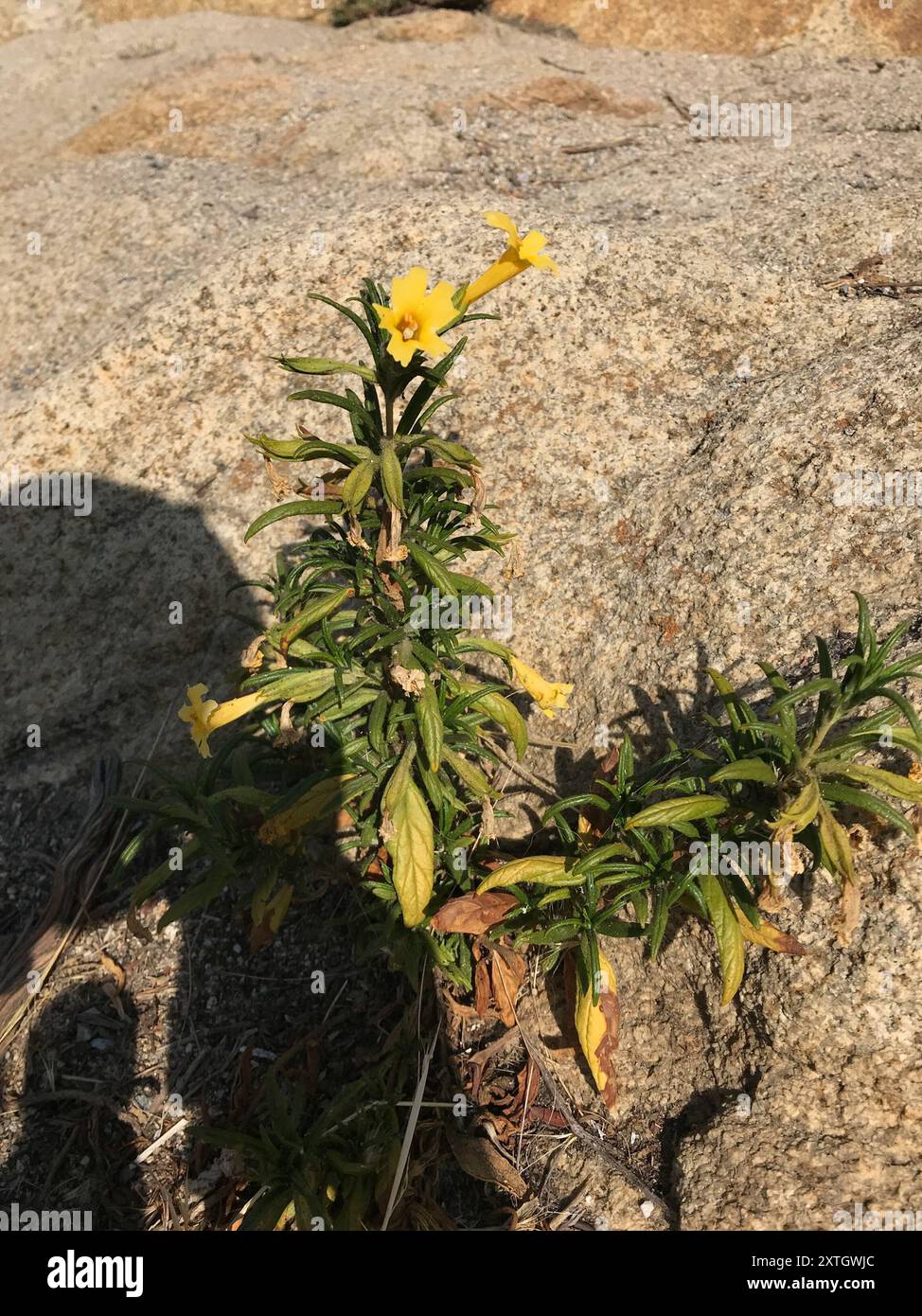 southern bush monkeyflower (Diplacus longiflorus) Plantae Stock Photo ...