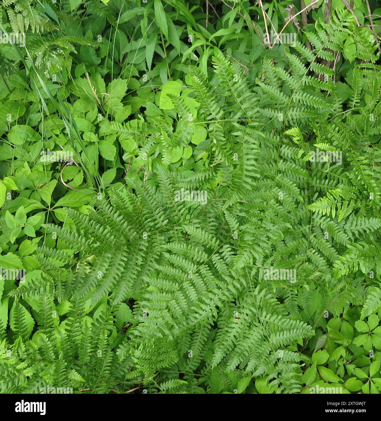 common bracken (Pteridium aquilinum) Plantae Stock Photo - Alamy