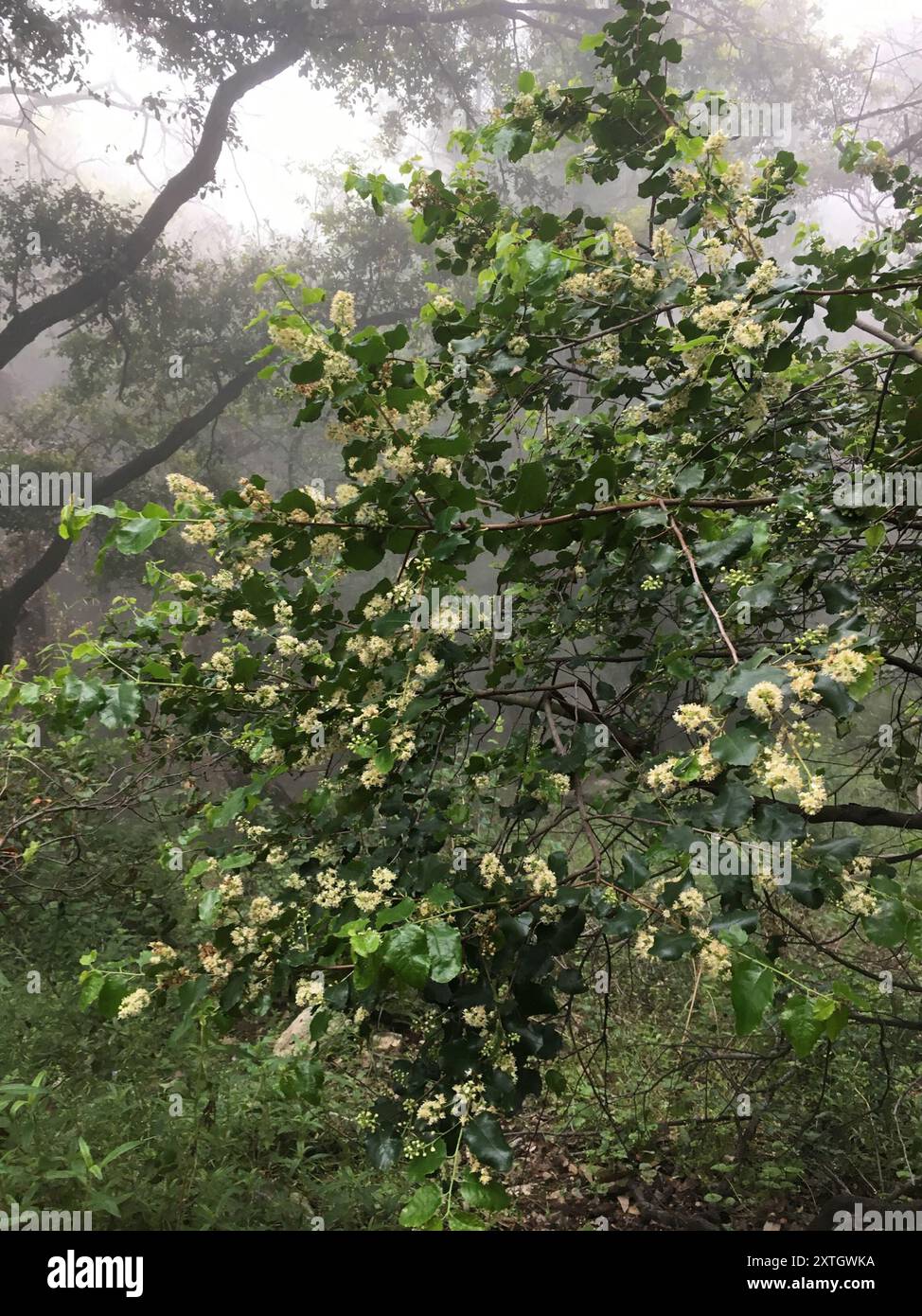 hollyleaf cherry (Prunus ilicifolia) Plantae Stock Photo - Alamy