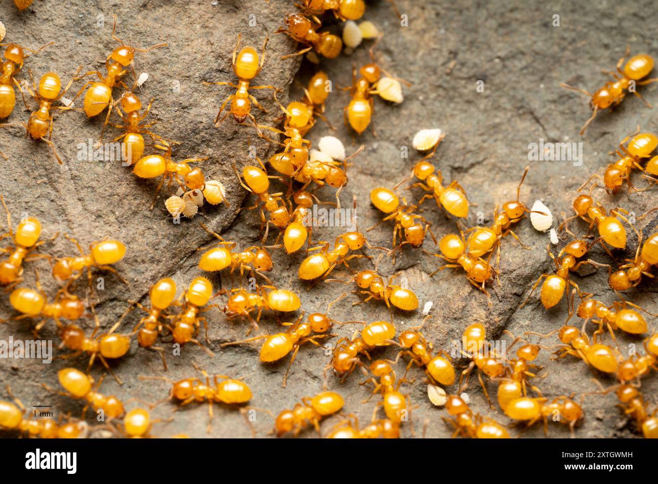 Aphids (Aphididae) Insecta Stock Photo - Alamy