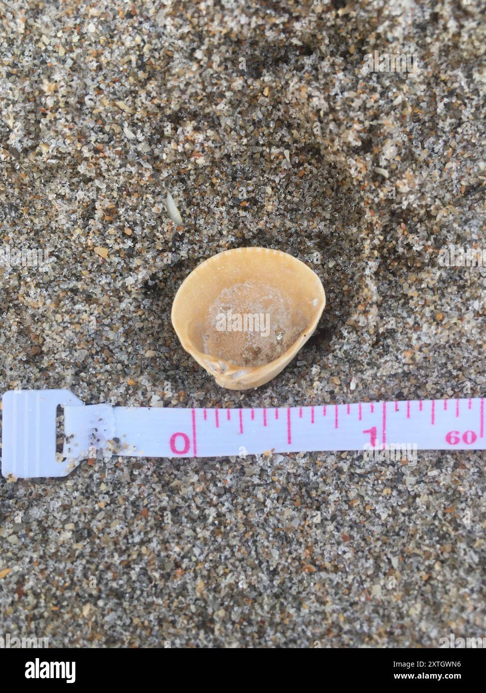 Cross-barred Venus (Chione elevata) Mollusca Stock Photo - Alamy