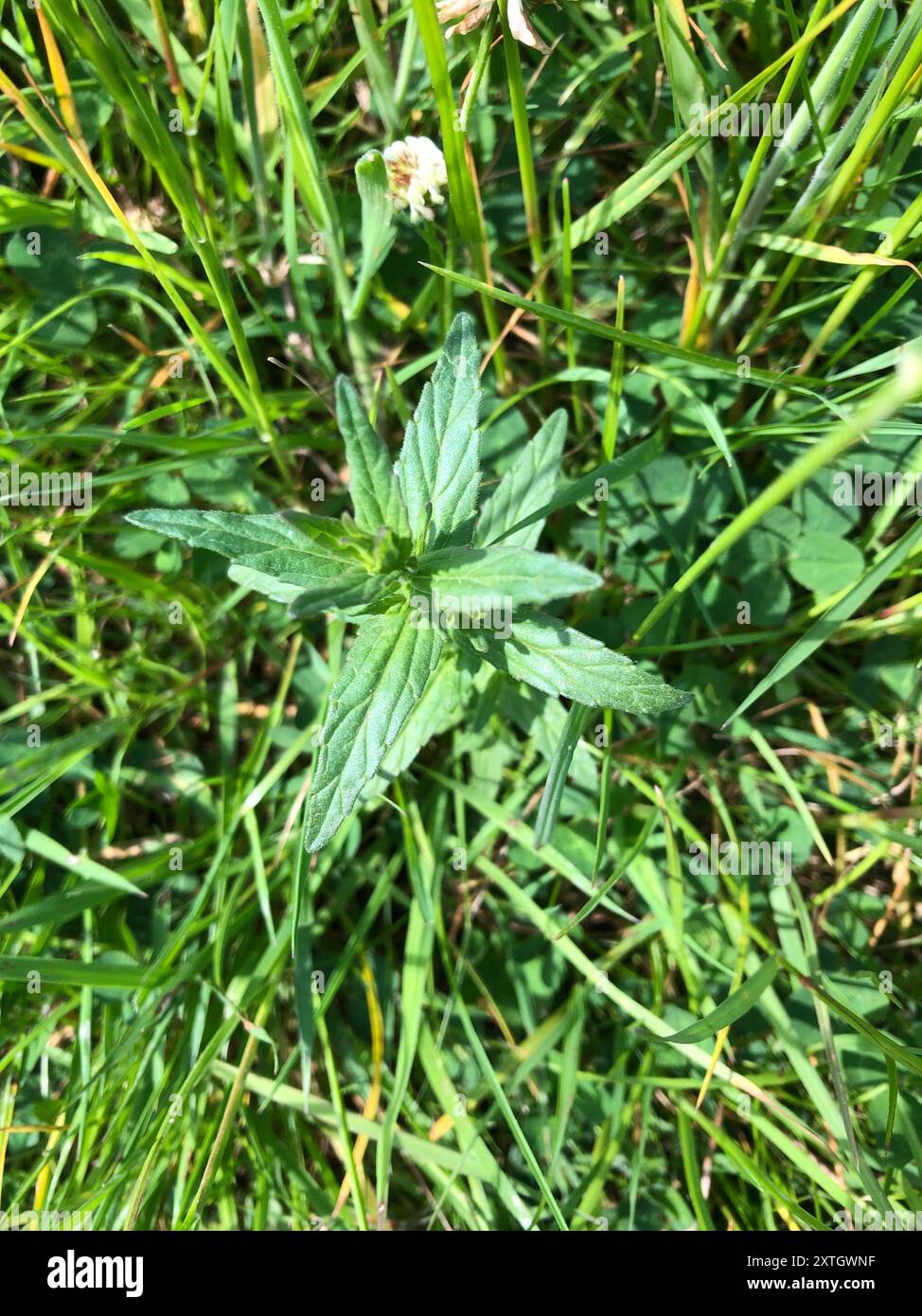 Red Bartsia (Odontites vernus) Plantae Stock Photo - Alamy