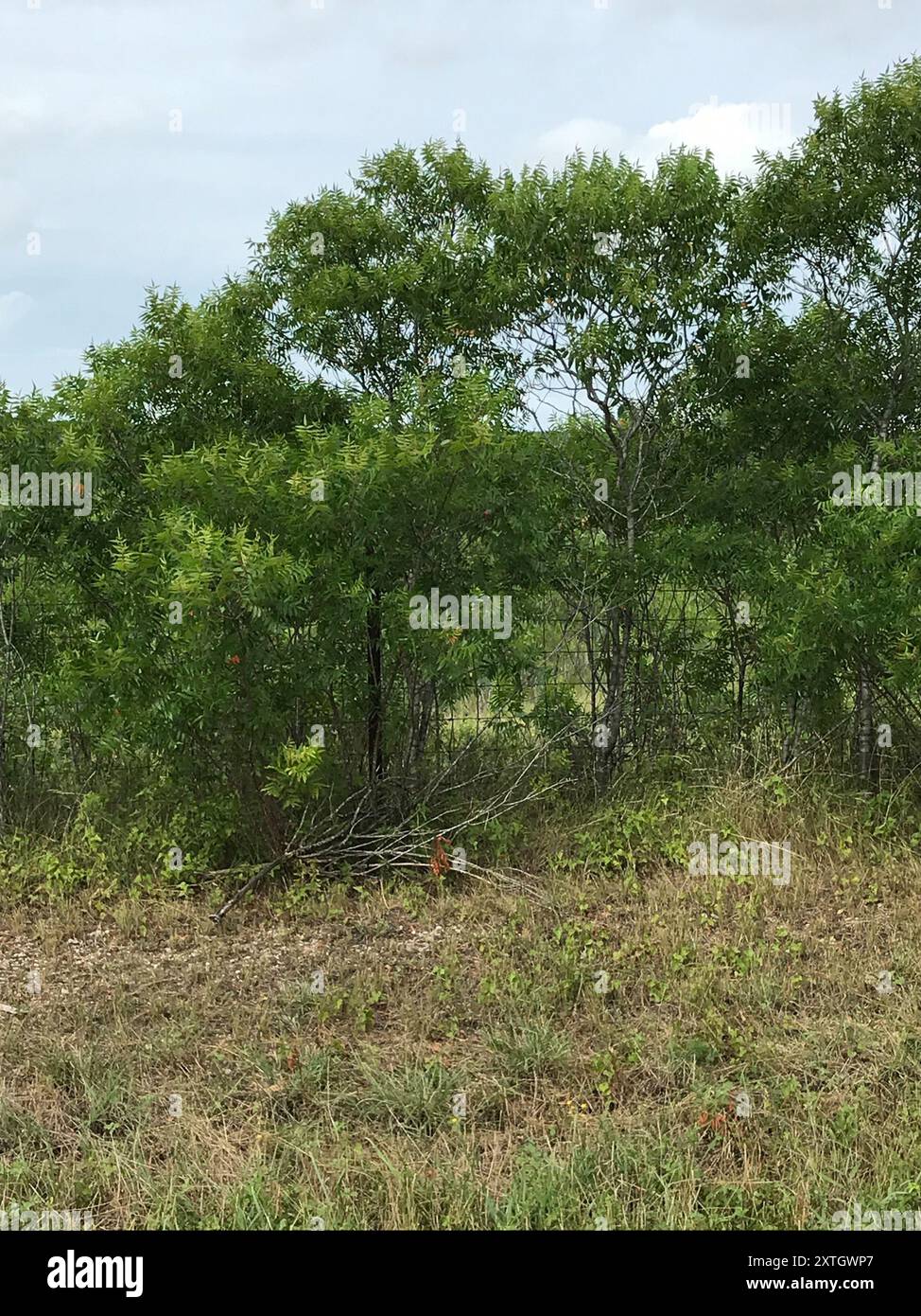 Prairie flameleaf sumac (Rhus lanceolata) Plantae Stock Photo - Alamy