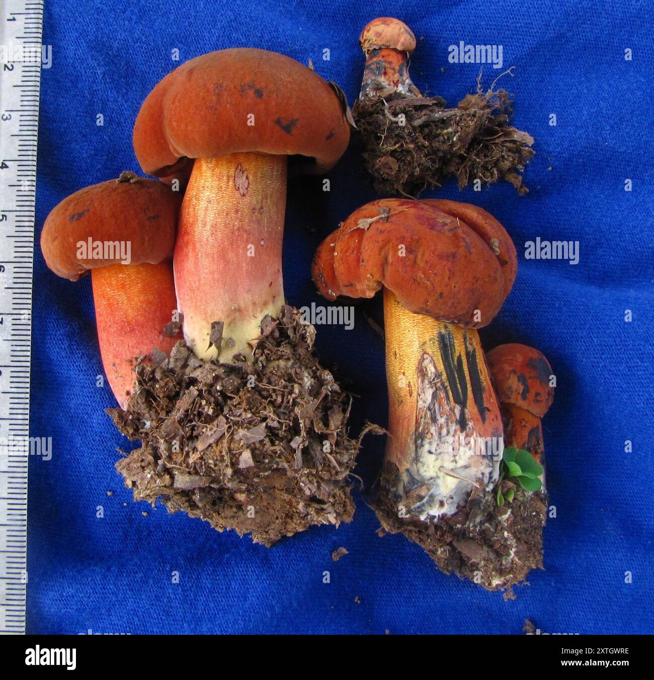 Red-mouth Bolete (Neoboletus subvelutipes) Fungi Stock Photo - Alamy