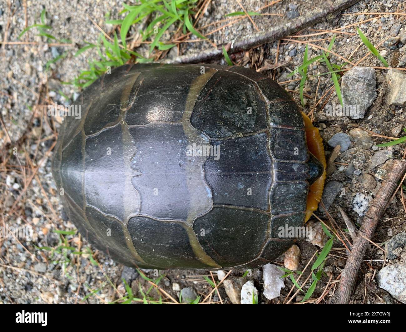 Painted Turtle (Chrysemys picta) Reptilia Stock Photo - Alamy