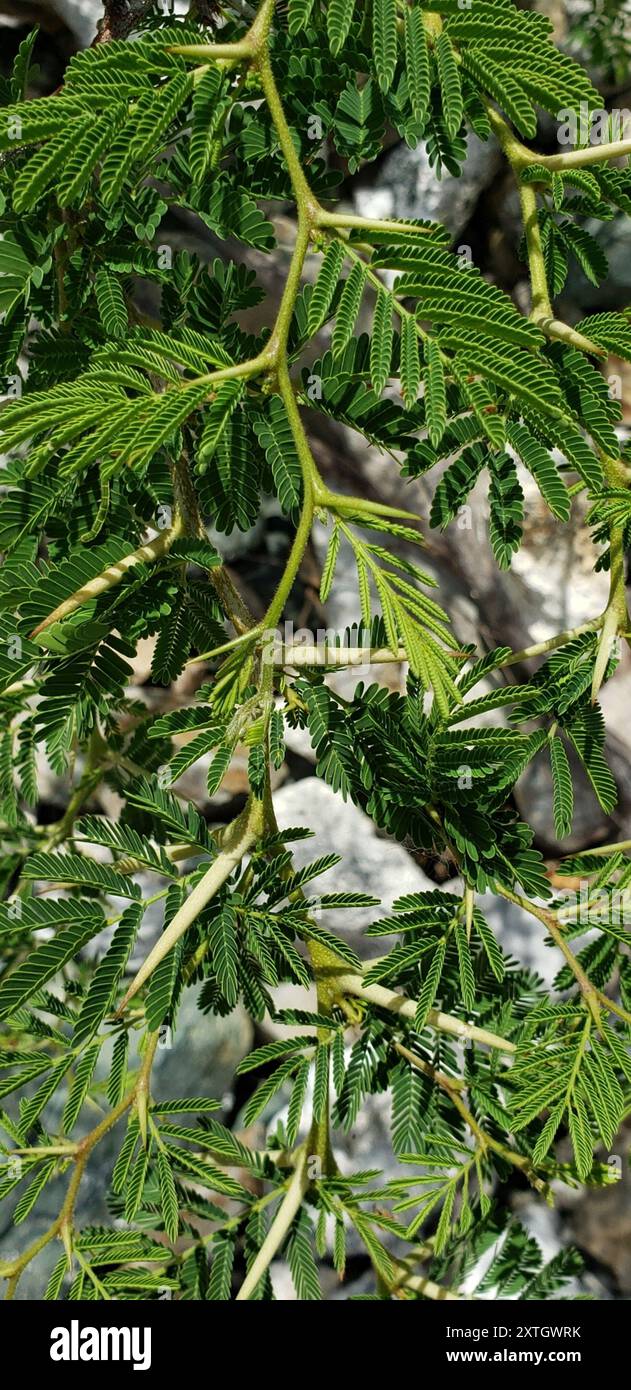 twisted acacia (Vachellia tortuosa) Plantae Stock Photo - Alamy