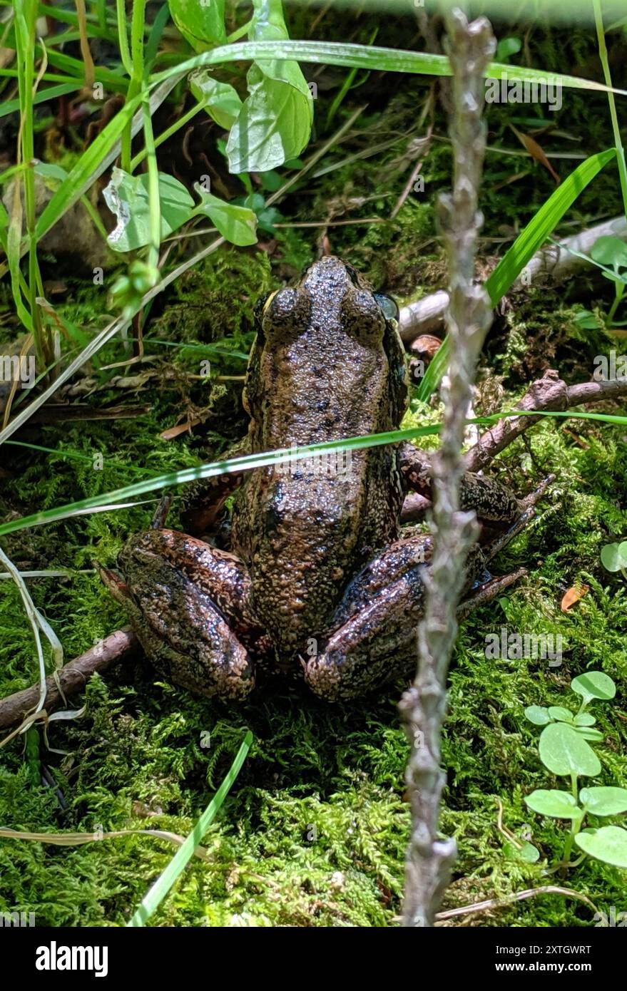 Northern Red-legged Frog (Rana aurora) Amphibia Stock Photo - Alamy