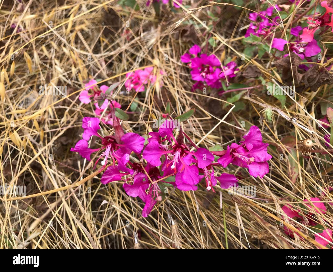 Elegant Clarkia (Clarkia unguiculata) Plantae Stock Photo - Alamy