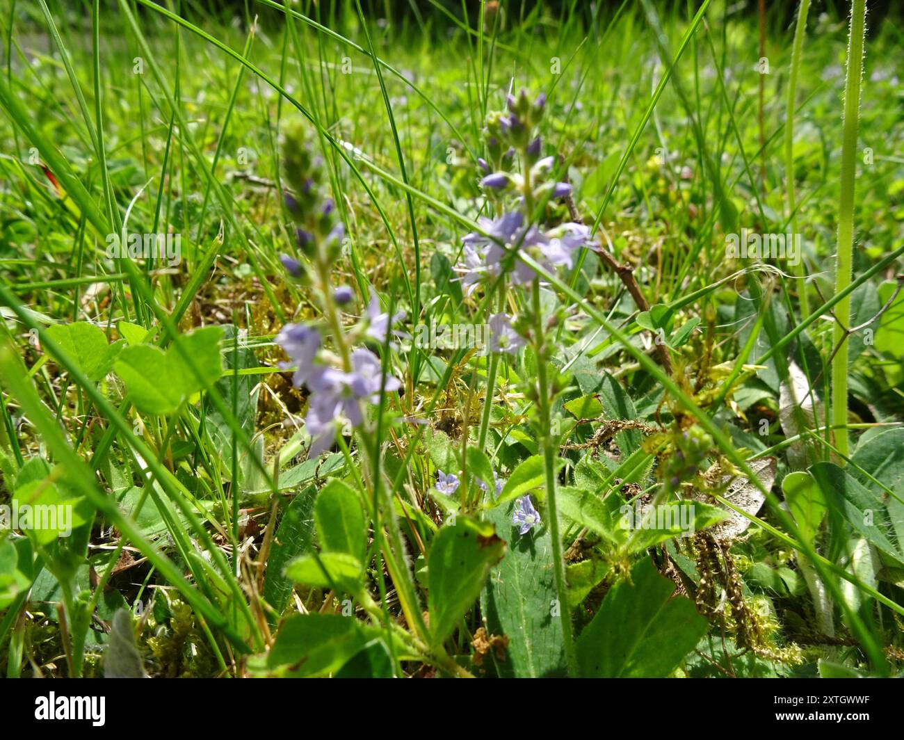heath speedwell (Veronica officinalis) Plantae Stock Photo - Alamy
