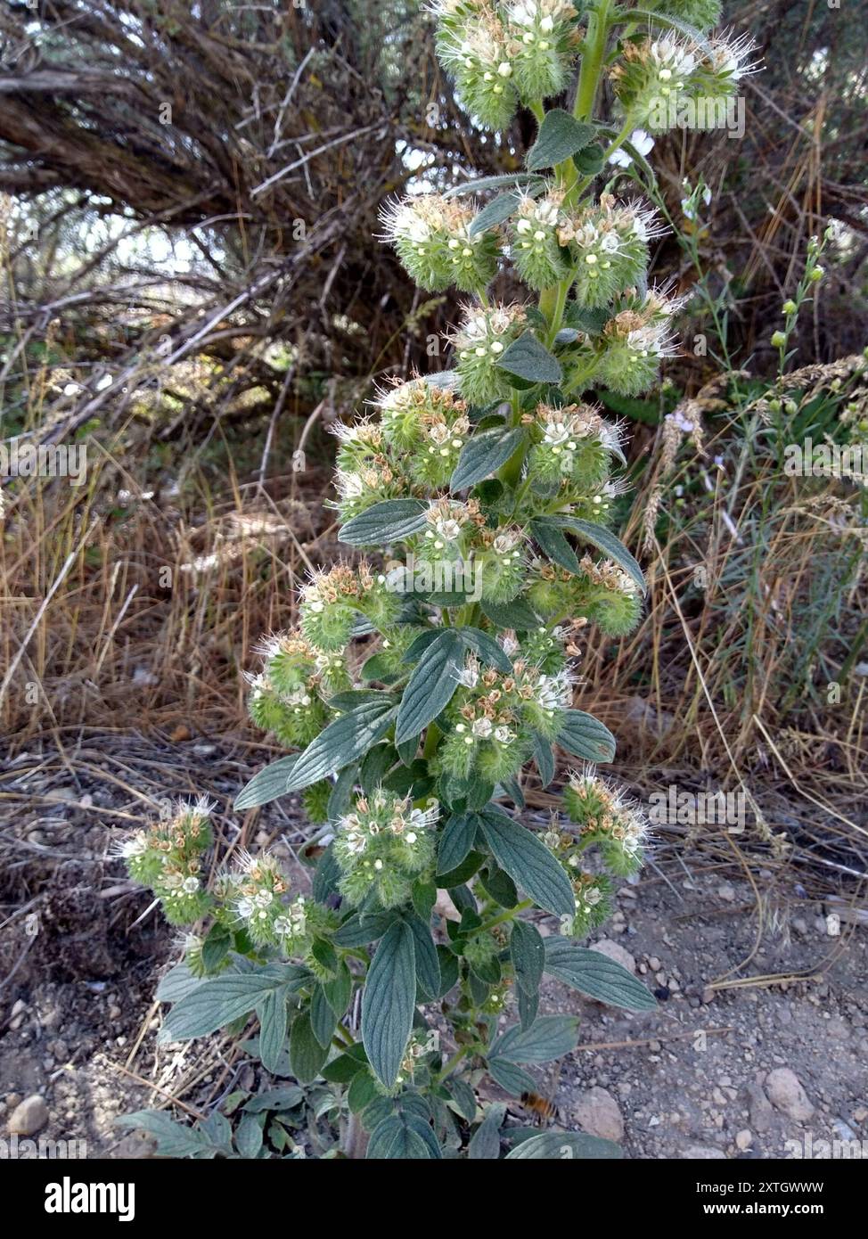Scorpionweeds (Phacelia) Plantae Stock Photo - Alamy