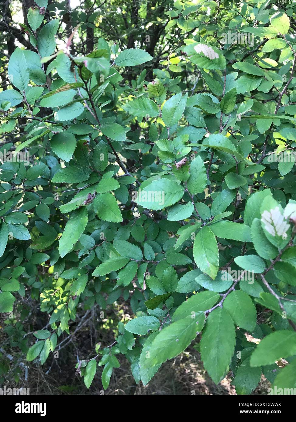 Cedar Elm (Ulmus crassifolia) Plantae Stock Photo - Alamy
