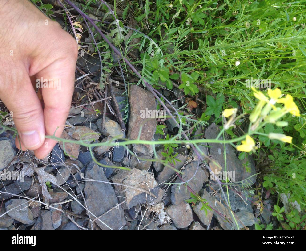 Jointed Charlock (Raphanus raphanistrum) Plantae Stock Photo - Alamy