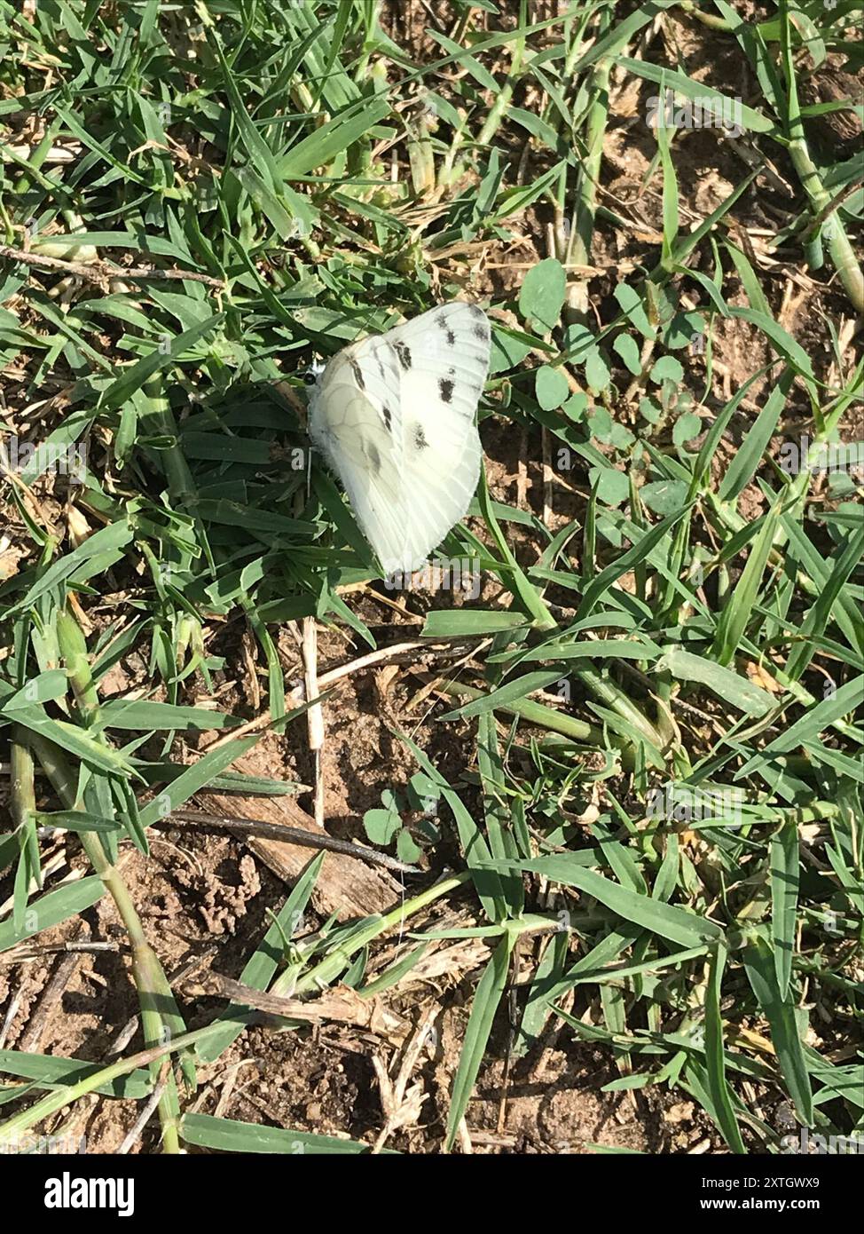 Checkered White (Pontia protodice) Insecta Stock Photo - Alamy