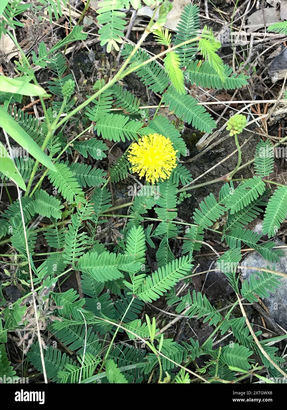 Yellow Puff (Neptunia lutea) Plantae Stock Photo - Alamy