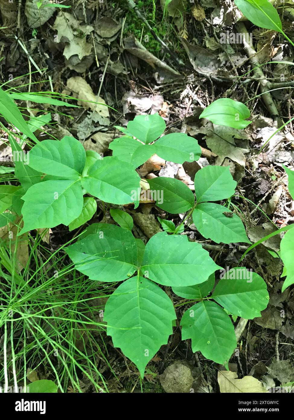 poison ivies and oaks (Toxicodendron) Plantae Stock Photo - Alamy