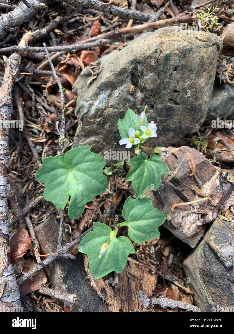 Serpentine Bittercress (Cardamine pachystigma) Plantae Stock Photo - Alamy