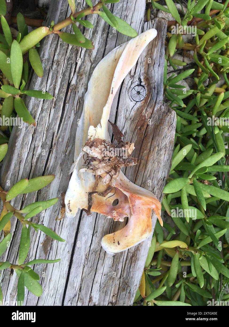 Mackerels, Tunas, and Bonitos (Scombridae) Actinopterygii Stock Photo ...