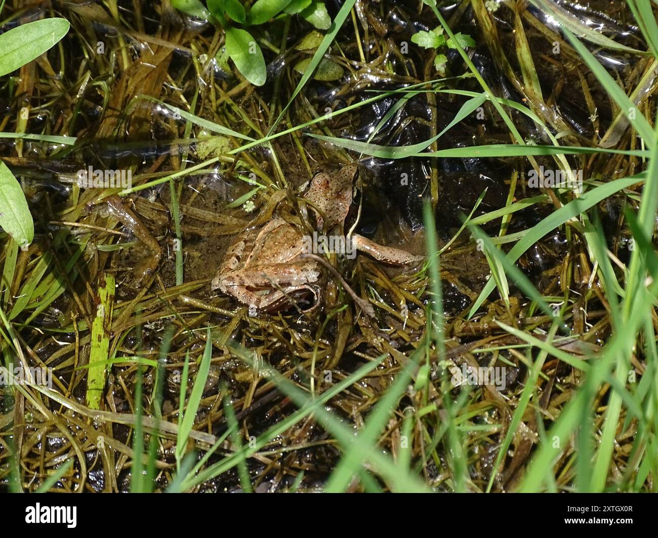 Wood Frog (Lithobates sylvaticus) Amphibia Stock Photo - Alamy