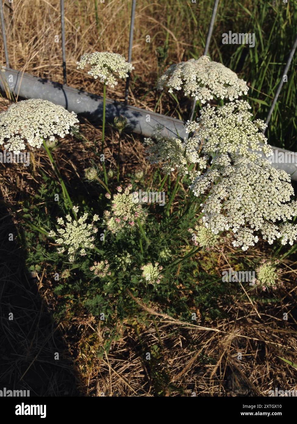 wild carrot (Daucus carota) Plantae Stock Photo - Alamy