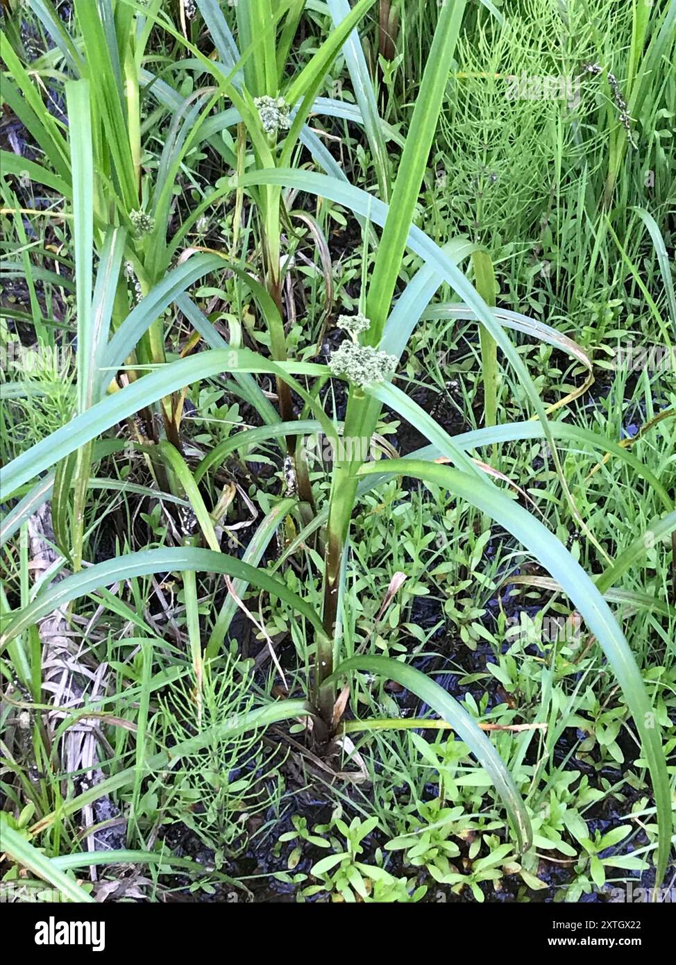 dark green bulrush (Scirpus atrovirens) Plantae Stock Photo - Alamy
