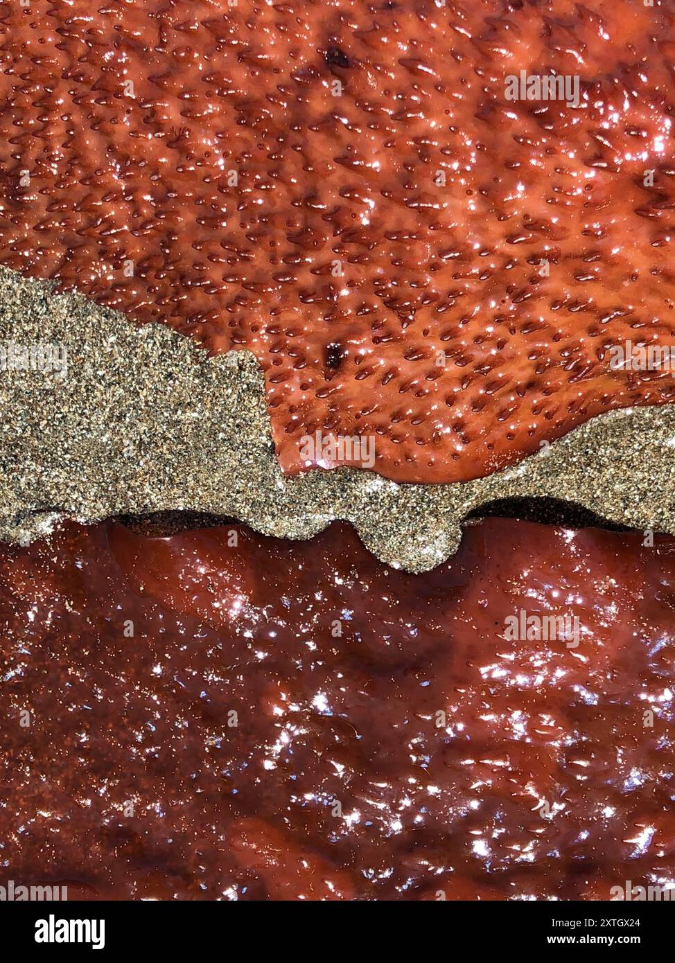 Turkish Towel (Chondracanthus exasperatus) Plantae Stock Photo - Alamy