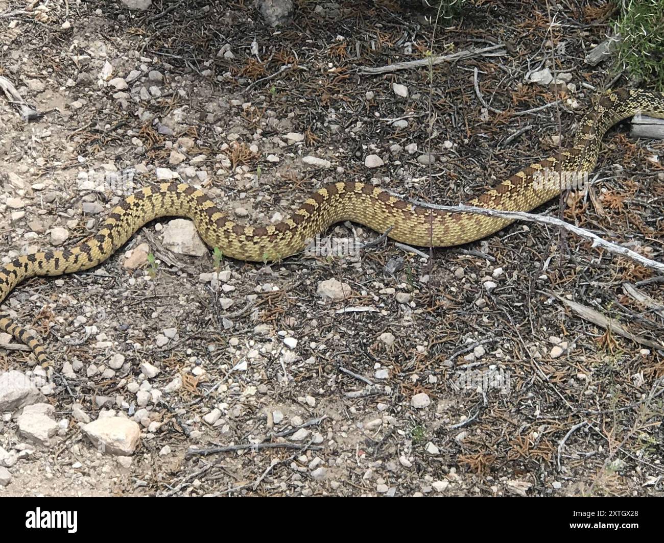 Sonoran Gopher Snake (Pituophis catenifer affinis) Reptilia Stock Photo ...