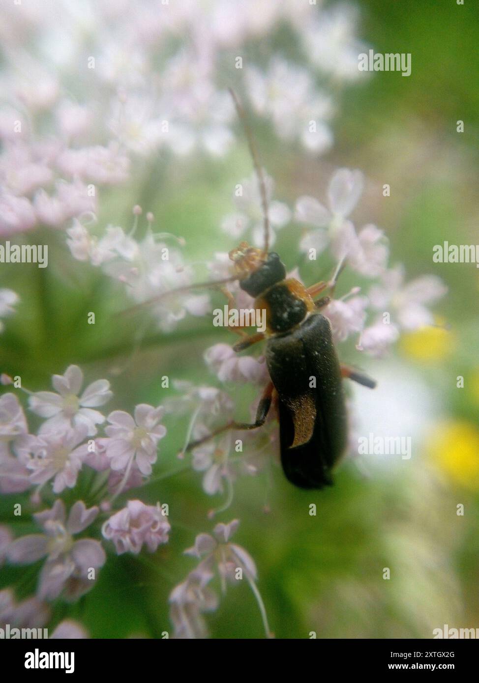 Grey Sailor Beetle (Cantharis nigricans) Insecta Stock Photo - Alamy
