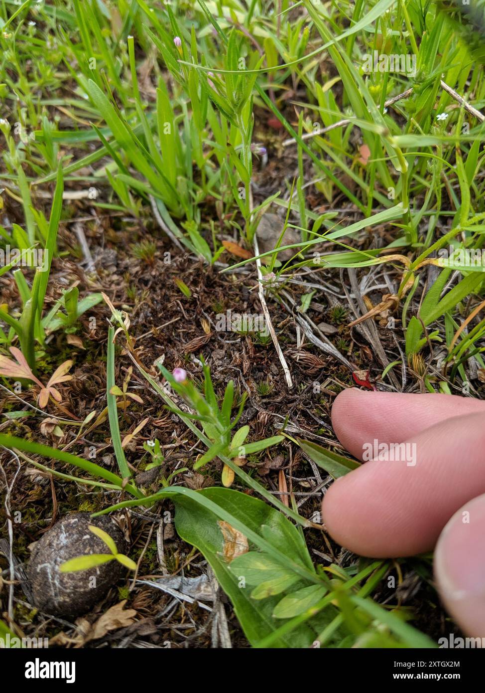 slender phlox (Microsteris gracilis) Plantae Stock Photo - Alamy