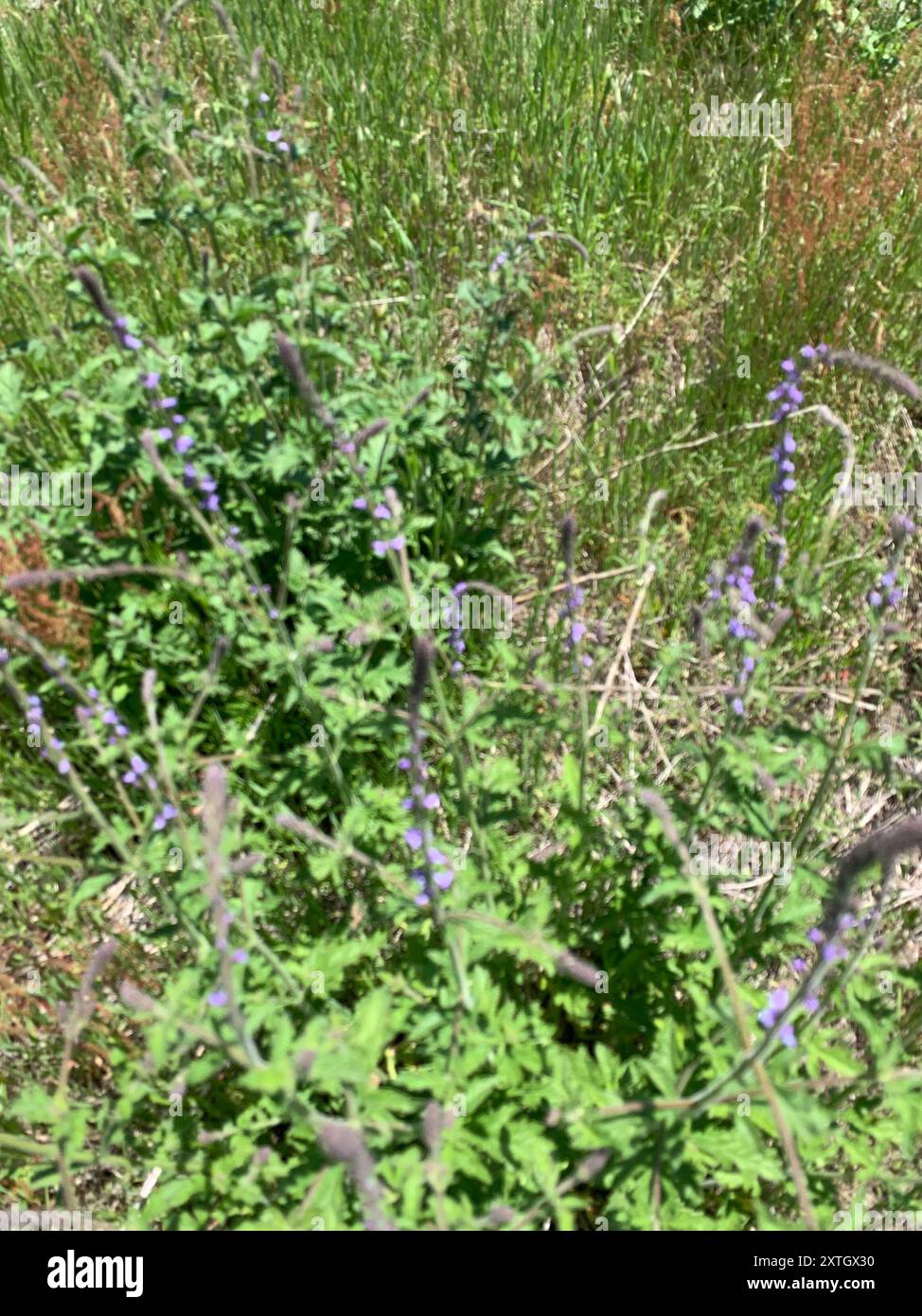 western vervain (Verbena lasiostachys) Plantae Stock Photo - Alamy