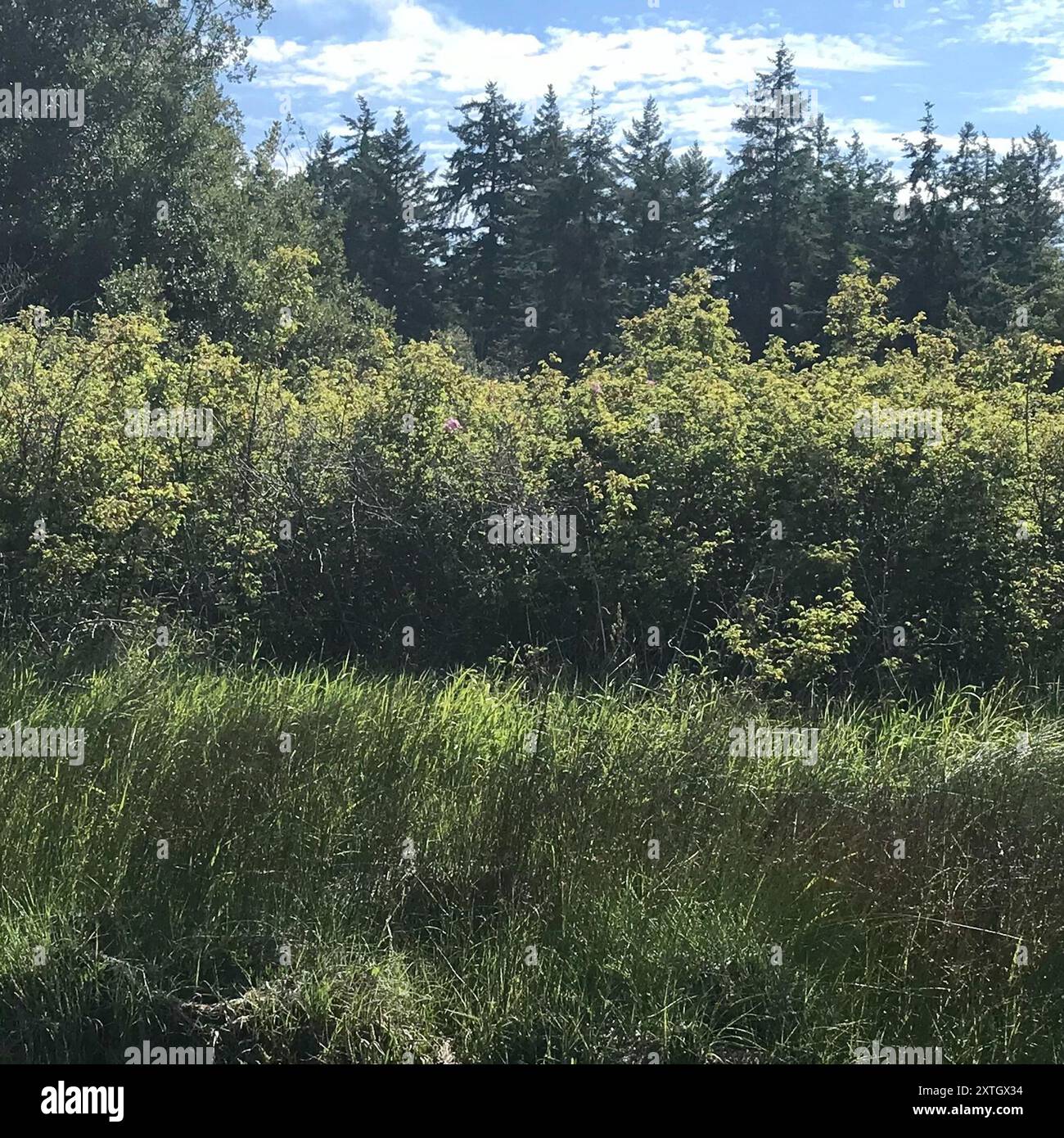 Nootka rose (Rosa nutkana) Plantae Stock Photo - Alamy