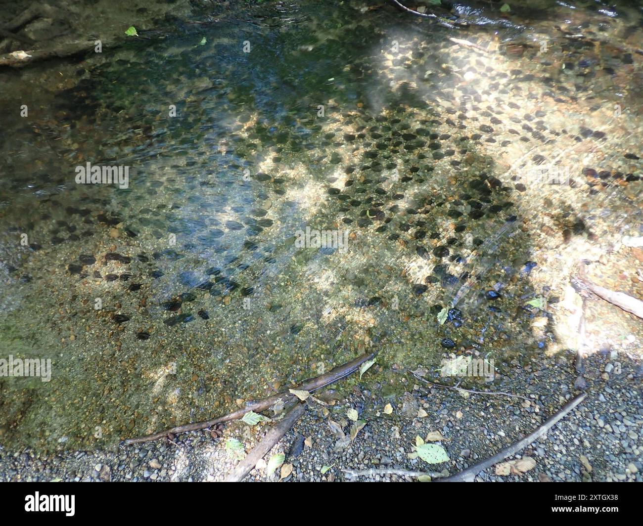 Western Pearlshell (Margaritifera falcata) Mollusca Stock Photo - Alamy