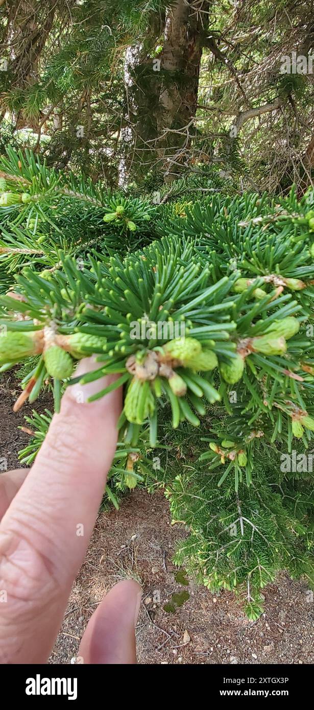subalpine fir (Abies lasiocarpa) Plantae Stock Photo - Alamy