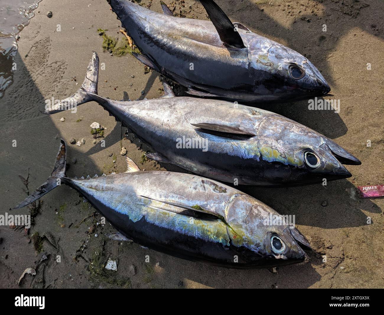 Blackfin Tuna (Thunnus atlanticus) Actinopterygii Stock Photo - Alamy