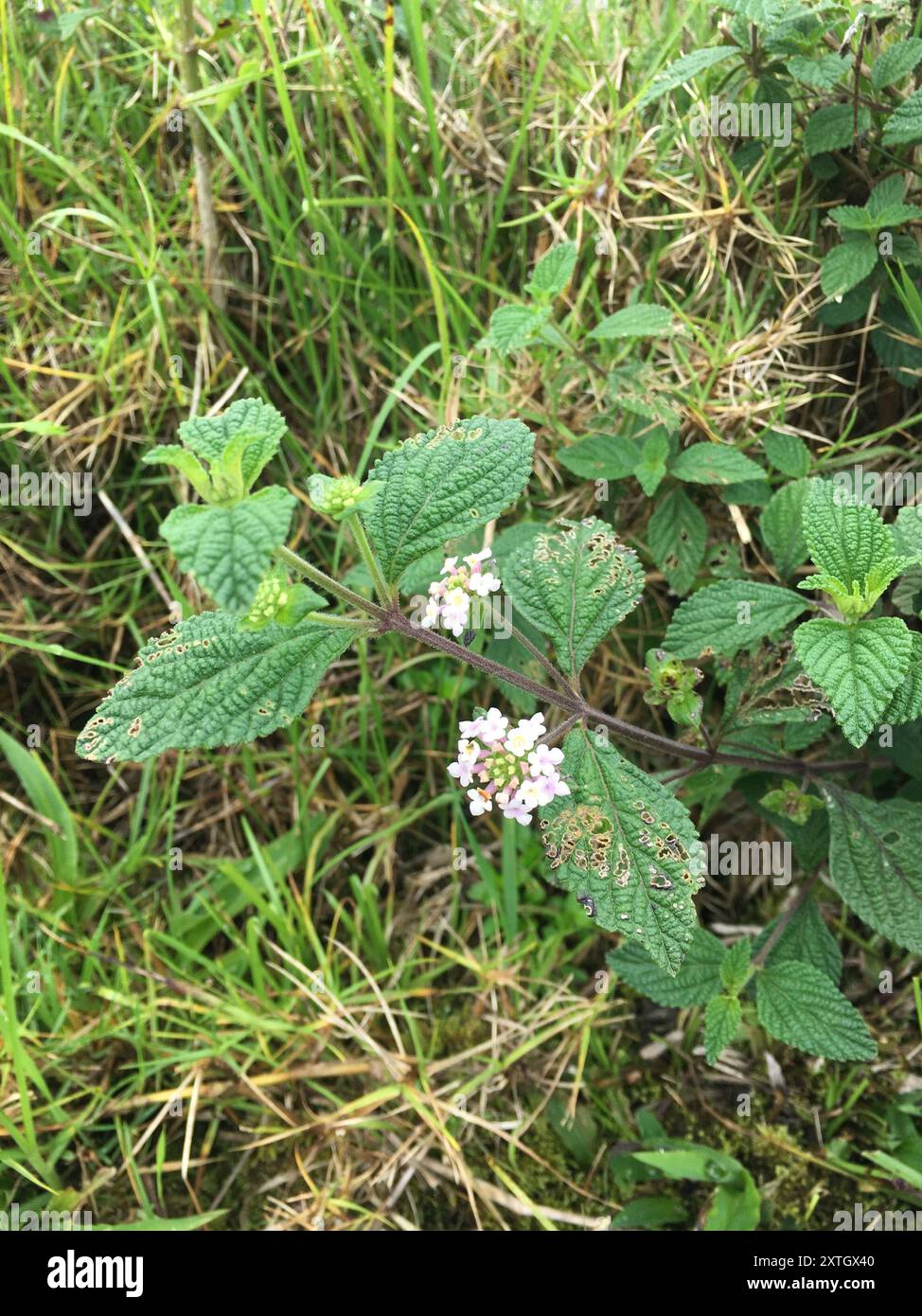 lantanas (Lantana) Plantae Stock Photo - Alamy