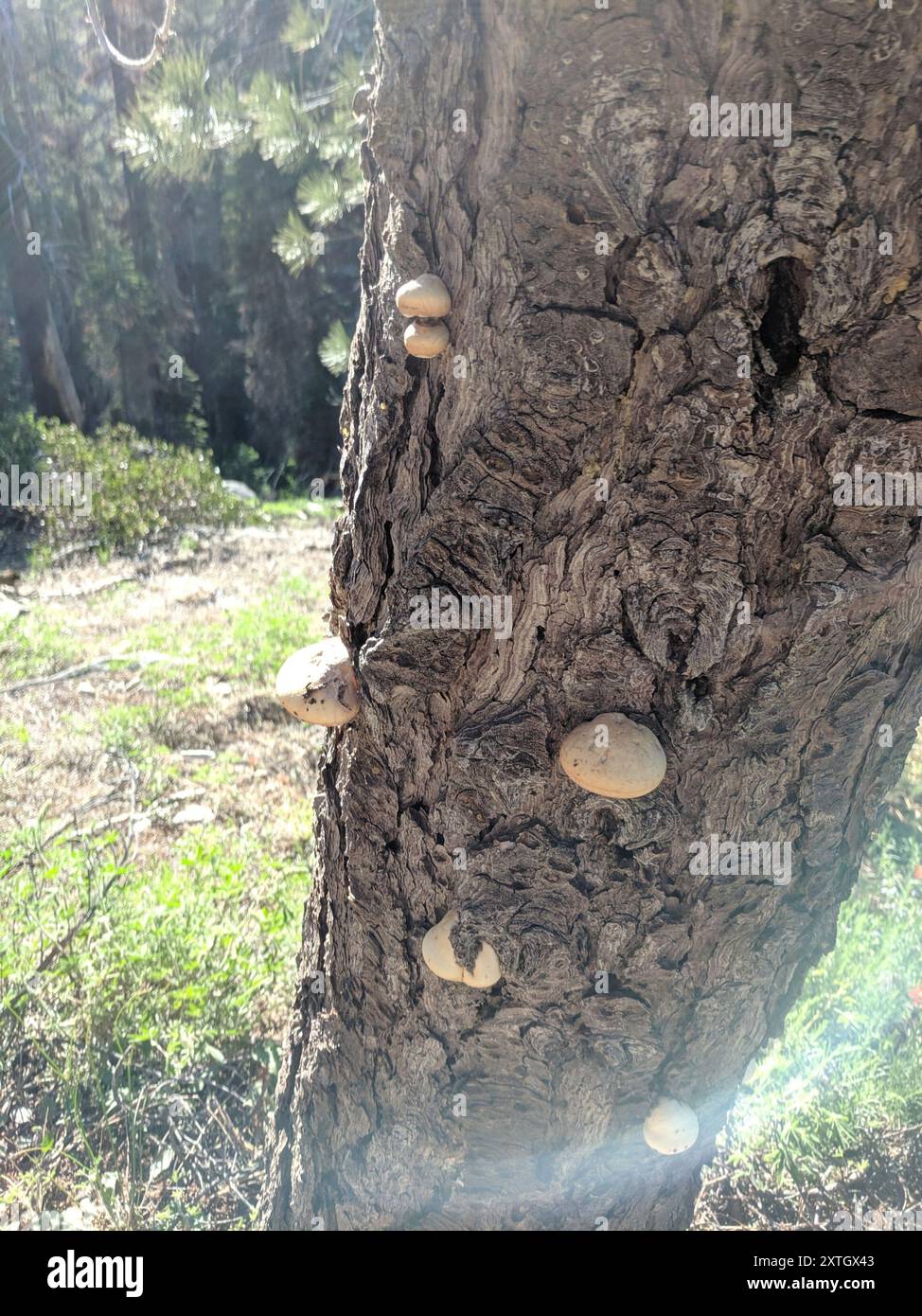 Veiled Polypore (Cryptoporus volvatus) Fungi Stock Photo - Alamy