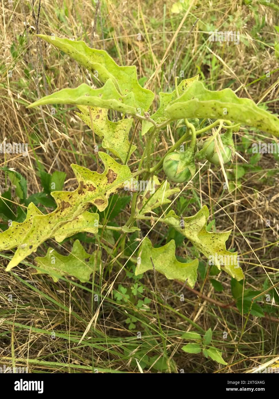 western horsenettle (Solanum dimidiatum) Plantae Stock Photo - Alamy