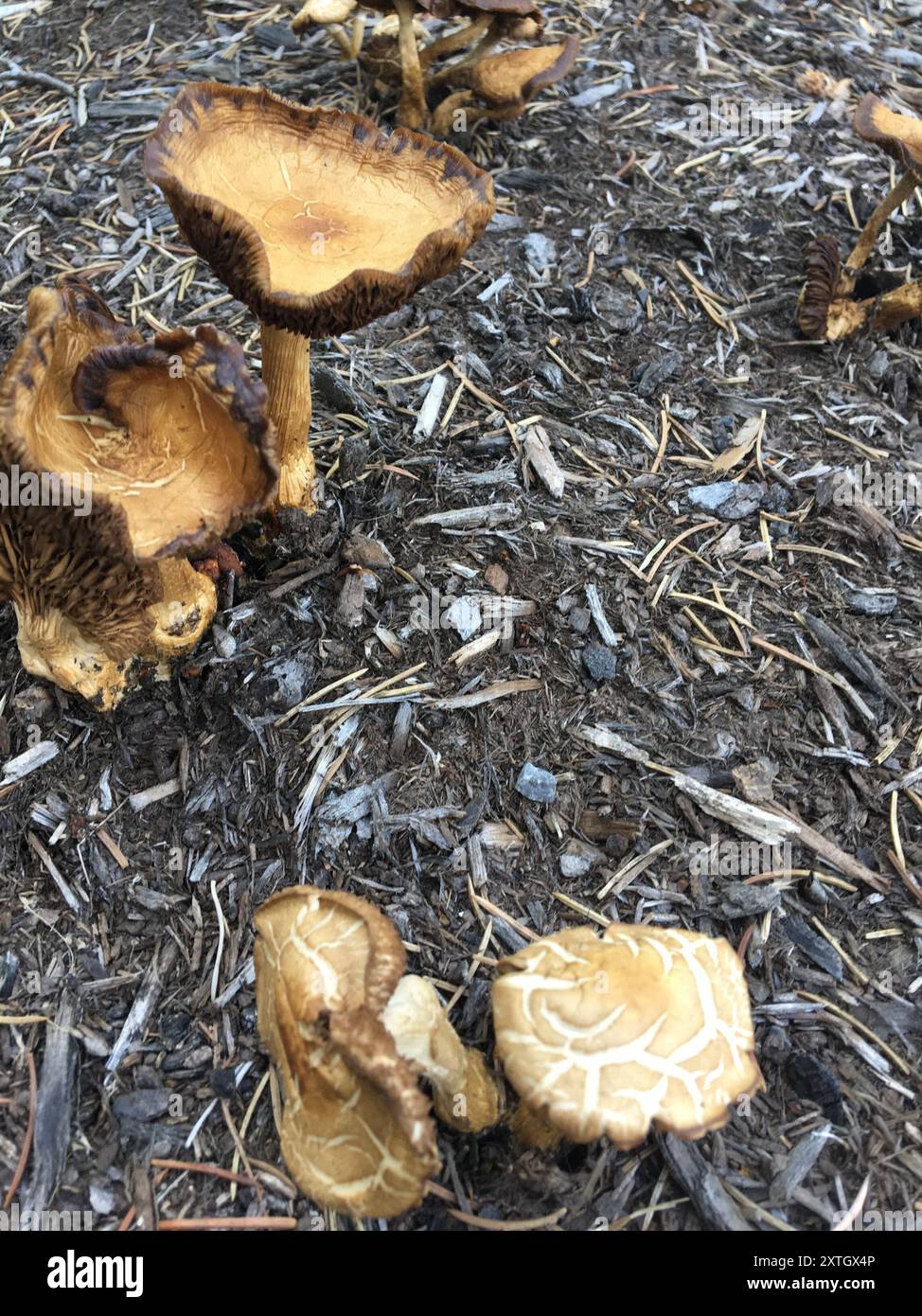 Mulch Fieldcap (Agrocybe putaminum) Fungi Stock Photo - Alamy