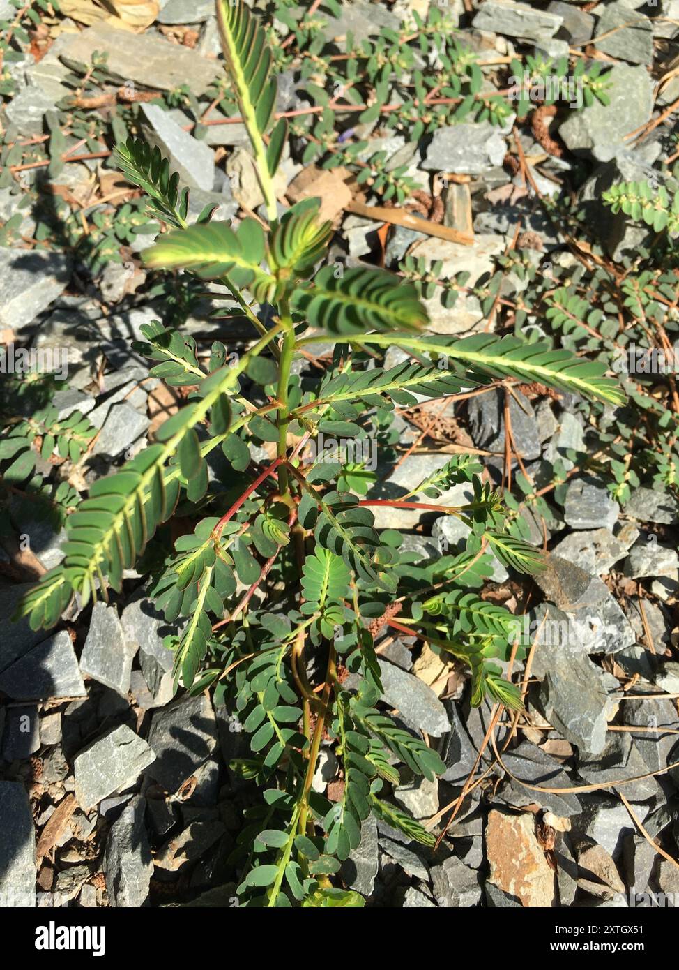 Chamberbitter (Phyllanthus urinaria) Plantae Stock Photo - Alamy