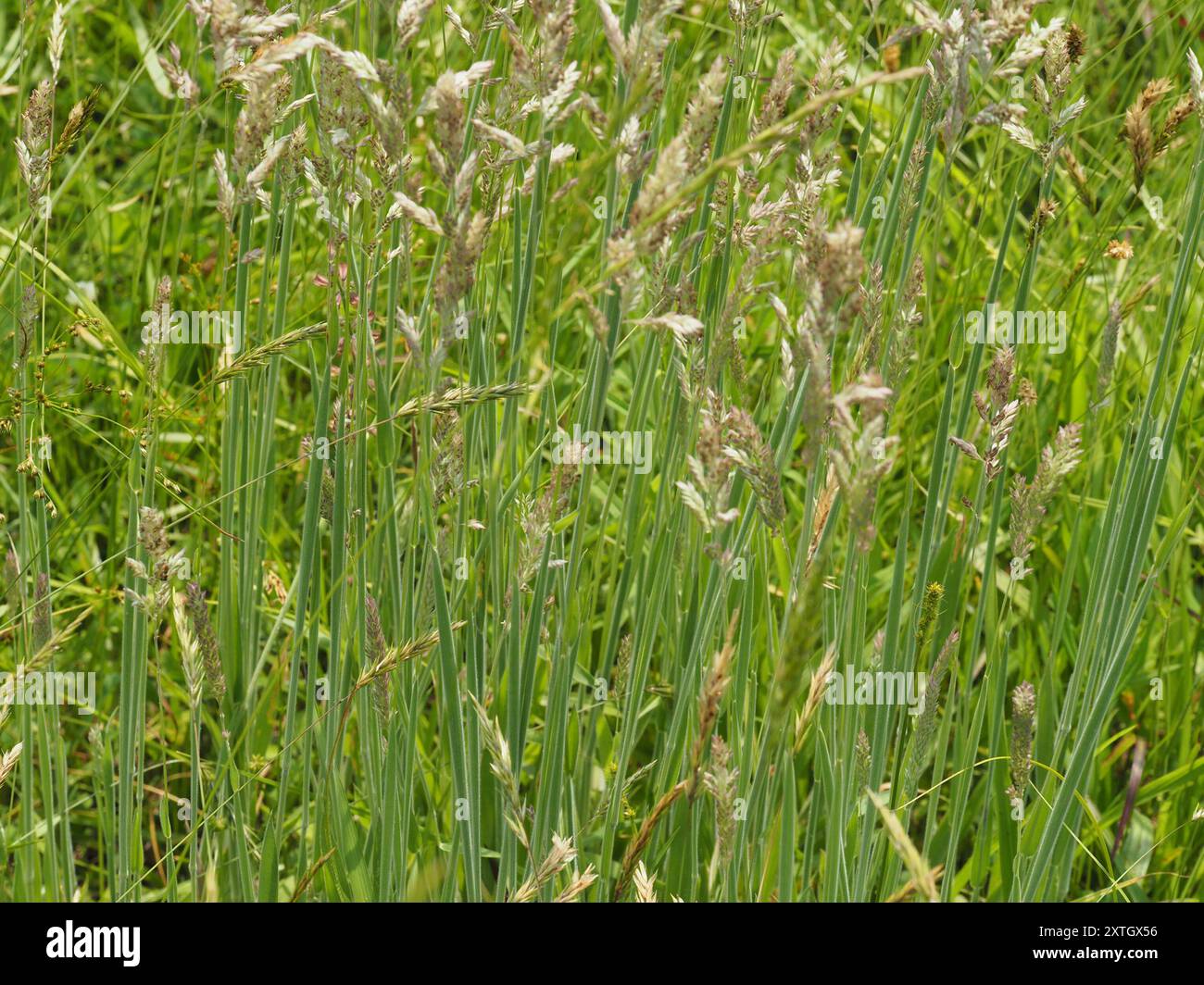 Yorkshire fog (Holcus lanatus) Plantae Stock Photo - Alamy