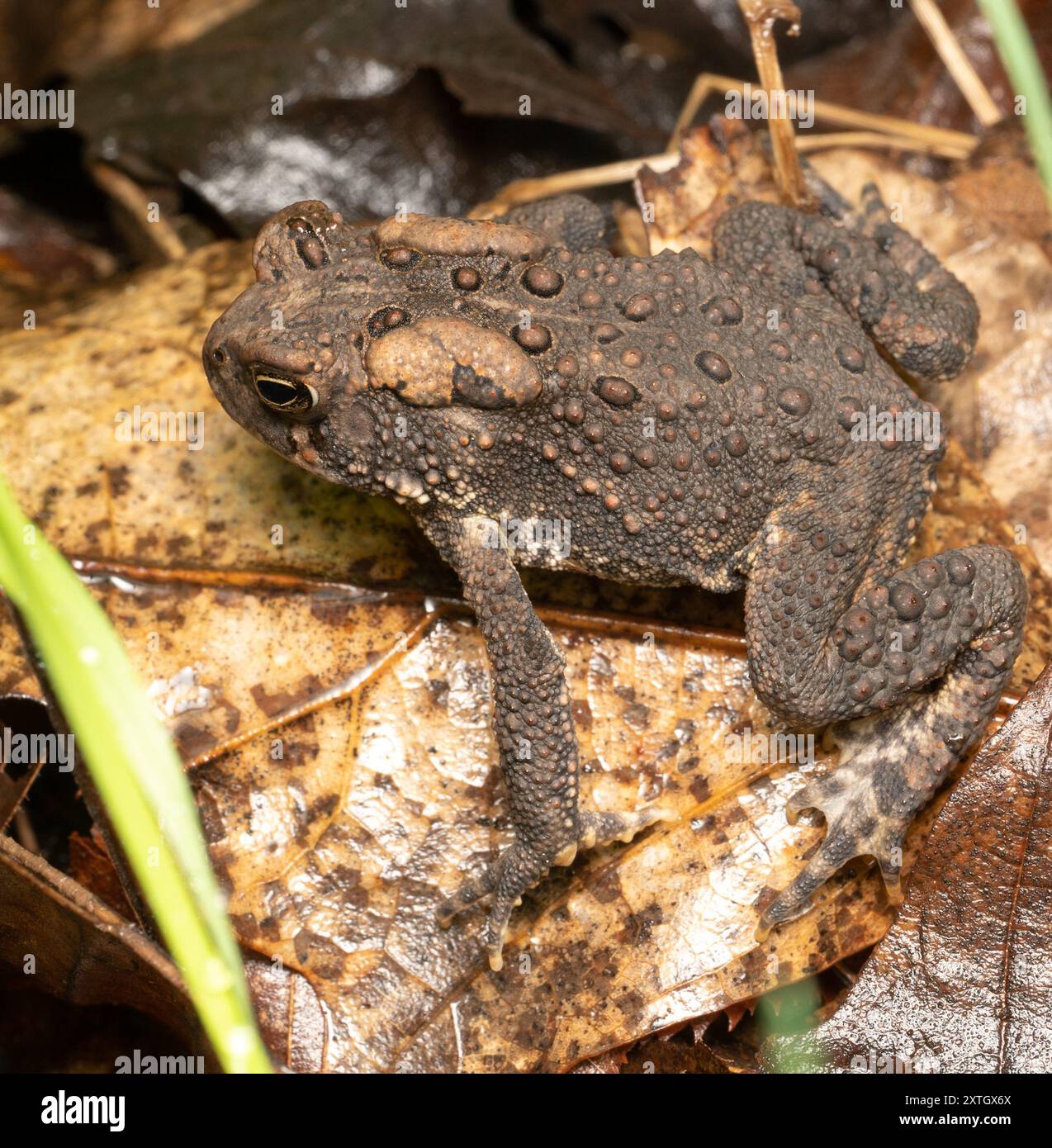 Eastern American Toad (Anaxyrus americanus americanus) Amphibia Stock ...