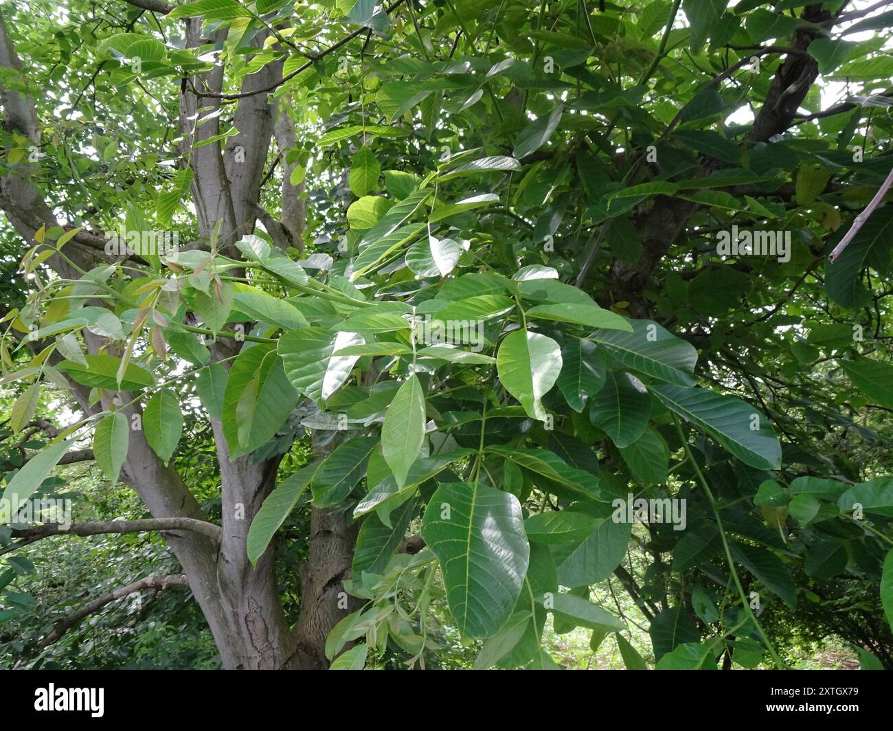 Persian walnut (Juglans regia) Plantae Stock Photo - Alamy