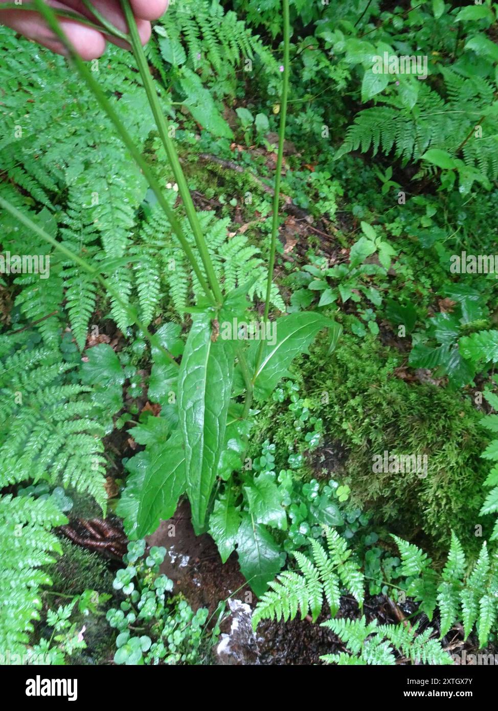 Marsh Hawk's-beard (Crepis paludosa) Plantae Stock Photo - Alamy