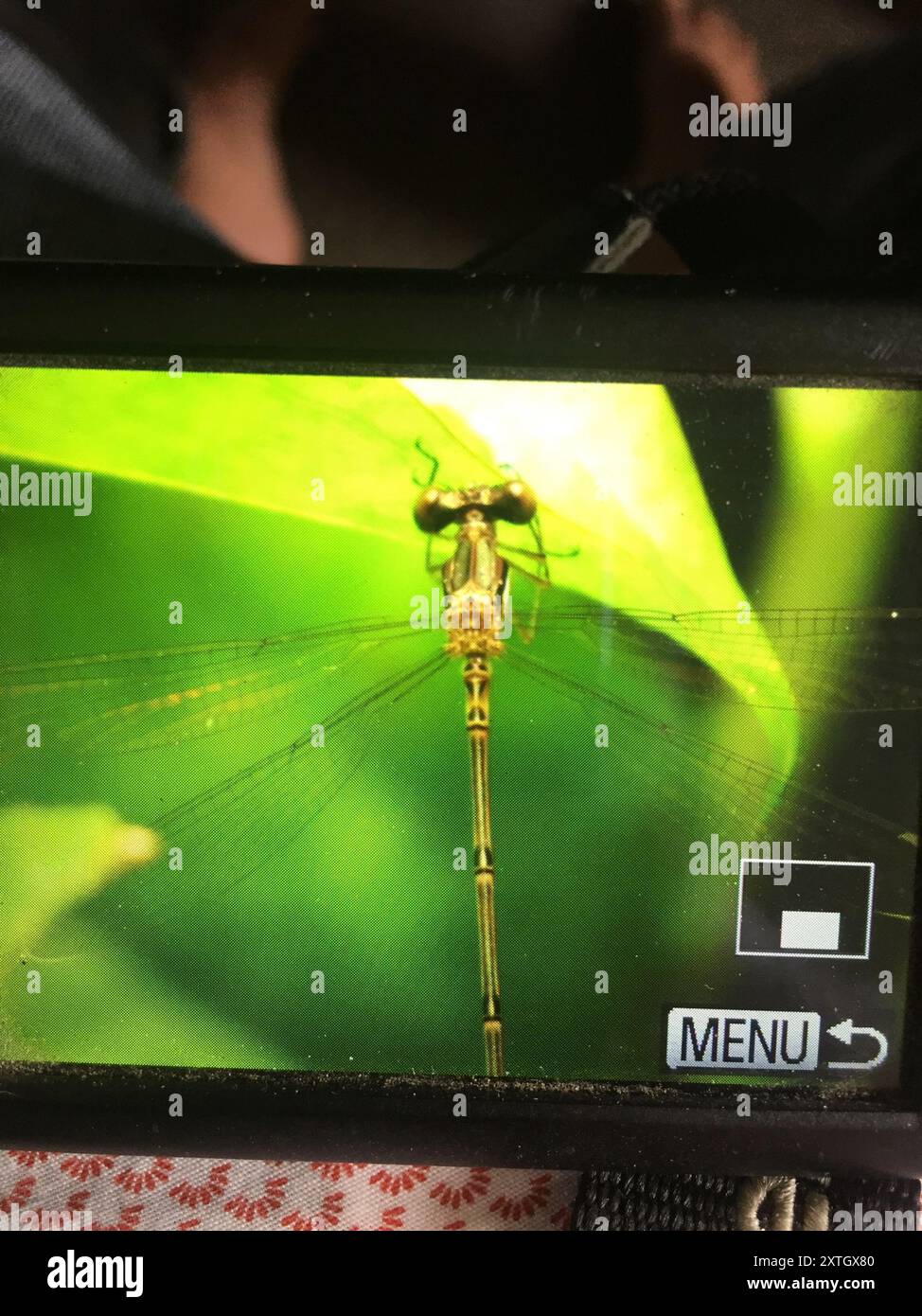 Slender Spreadwing (Lestes rectangularis) Insecta Stock Photo - Alamy