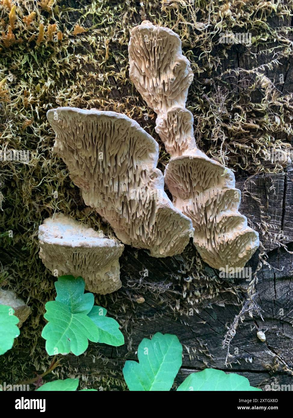 Oak mazegill (Fomitopsis quercina) Fungi Stock Photo - Alamy