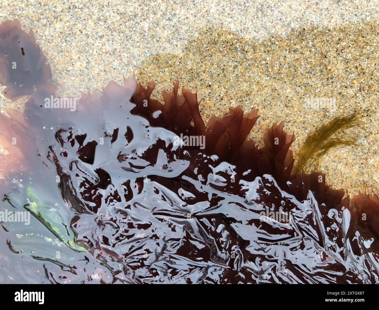seagrass laver (Smithora naiadum) Plantae Stock Photo - Alamy